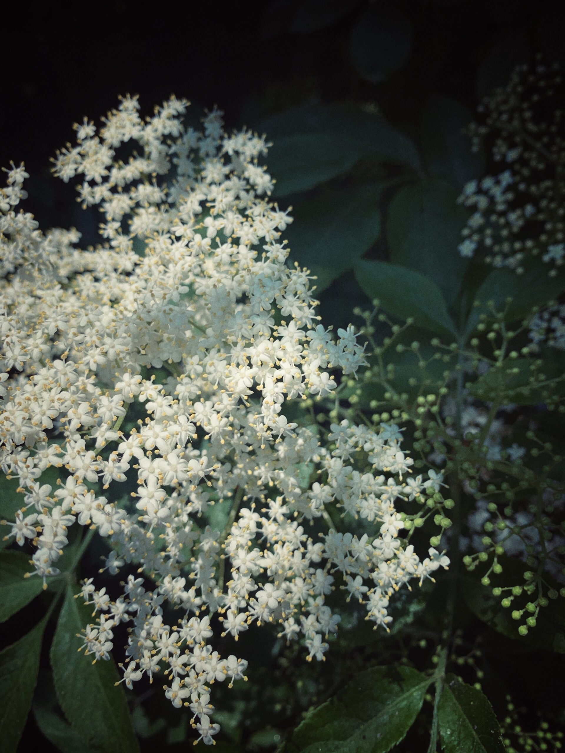 Accueil - Herfloressence Naturopathie Uzel